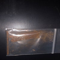 Natal Plum, Large Num Num Plant Cutting Organic Fruit Carissa ...