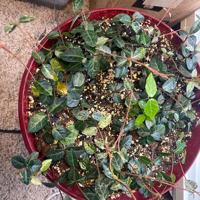 Yellow Variegated Liriope Plant Variegated Monkey Grass - Etsy Canada