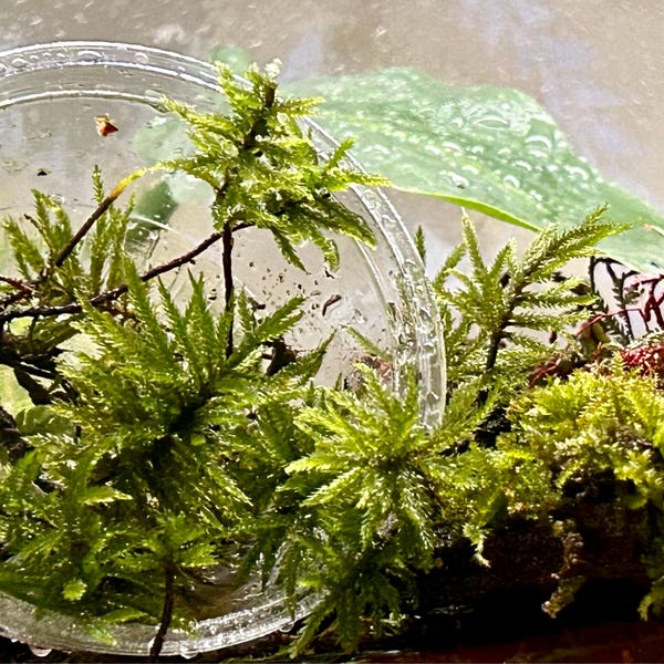 American Tree Moss - Etsy