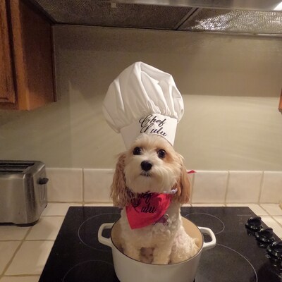Chef Dog Costume Hat and Red Scarf - Etsy