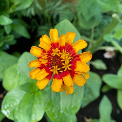 Sombrero Zinnia Seeds Garden Flower Bold Bicolor Multicolor Mexican Red ...