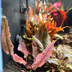 Samolus Parviflorus Red Rare Live Aquarium Plants - Etsy