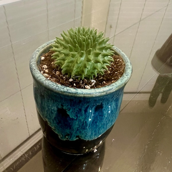 4” Melocactus Azureus - Turk's Cap Cactus - Flowering Cactus - Blue ...