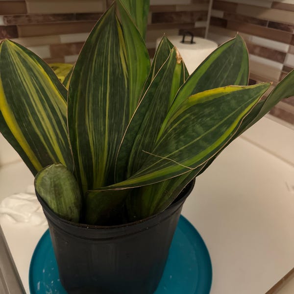 Sansevieria Masoniana Variegated - Snake Plant - Mother in Law's Tongue ...