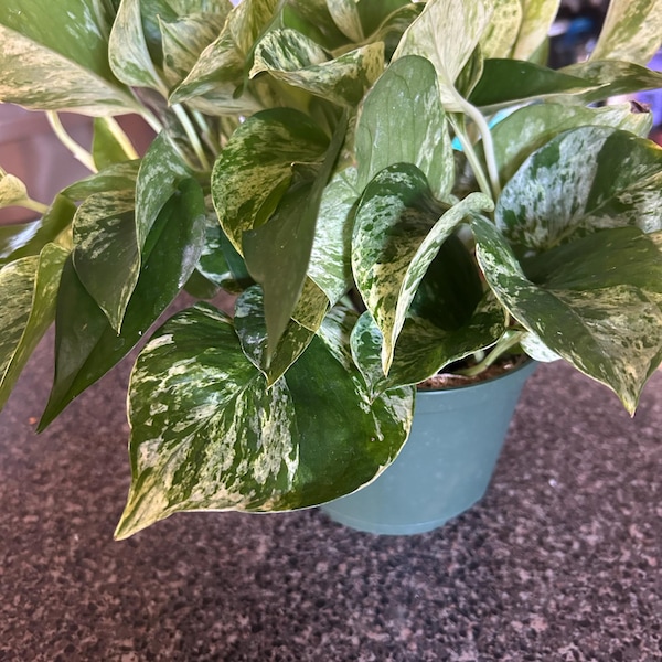 Pothos Marble Queen Variegated Pot 6”. Classic Variegated Leaves for a ...