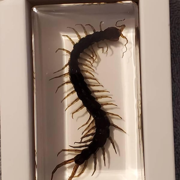 Large Real Black Centipede in Clear Lucite Resin Paperweight 109mm ...