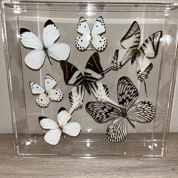 Butterfly Display, Framed Butterflies, Mounted Butterflies, Butterfly ...