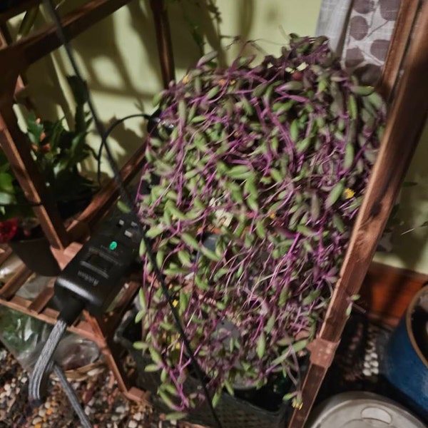 String of Ruby - Othonna Capensis - Succulent House Plant - Rare ...