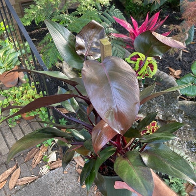 Aglaonema 'bamboo' Sp. Variegated Chinese Evergreen Live Indoor ...