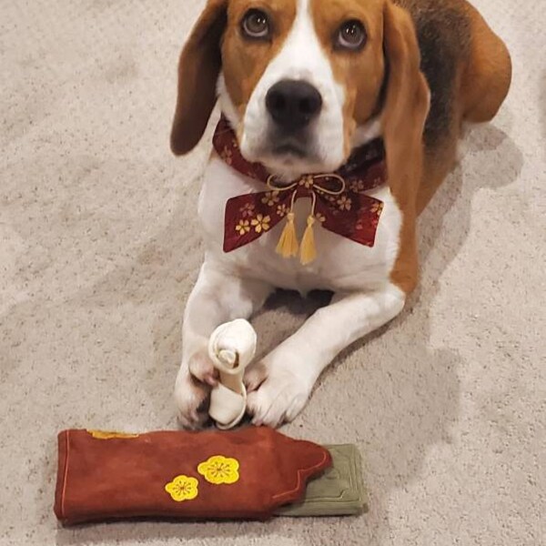 Chinese New Year Dog Bowdana | CNY Dog Bandana, Lunar New Year Bandana ...