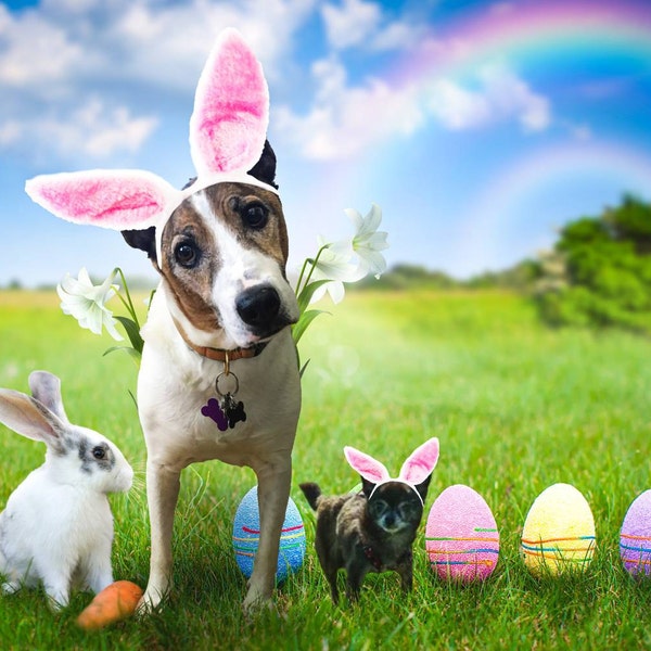 Photo Retouch / Object Removal / Photo Recovery / Professional Camera ...