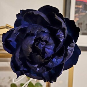 6 Peony Roses Sola Wood Diffuser Flowers 10cm Dia. Dyed in | Etsy