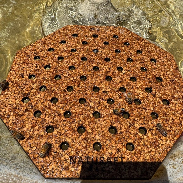 Monarch Butterfly Raising Kit- Butterfly Raising Kit, Milkweed Floral ...