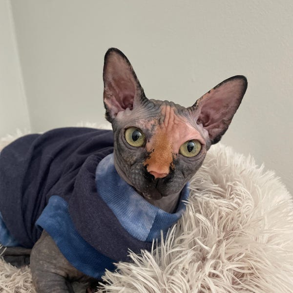 Purrwear UV Sun Protection, Long Sleeve Suit for Sphynx, and All Cats ...