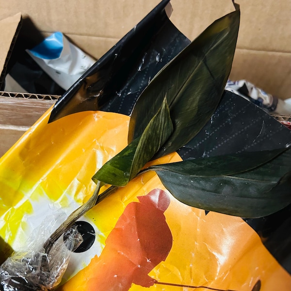 Spanish Needle Seeds - Etsy