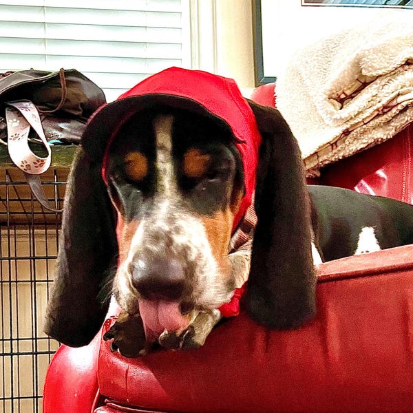 Dog Hat - Red Solid - Etsy