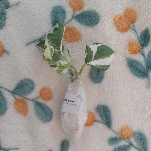 Primulina Dryas Pretty Turtle 4 Inch Pot - Etsy