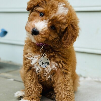 Acrylic Poop Loop Hands Free Poop Carrier Poop Bag Holder - Etsy