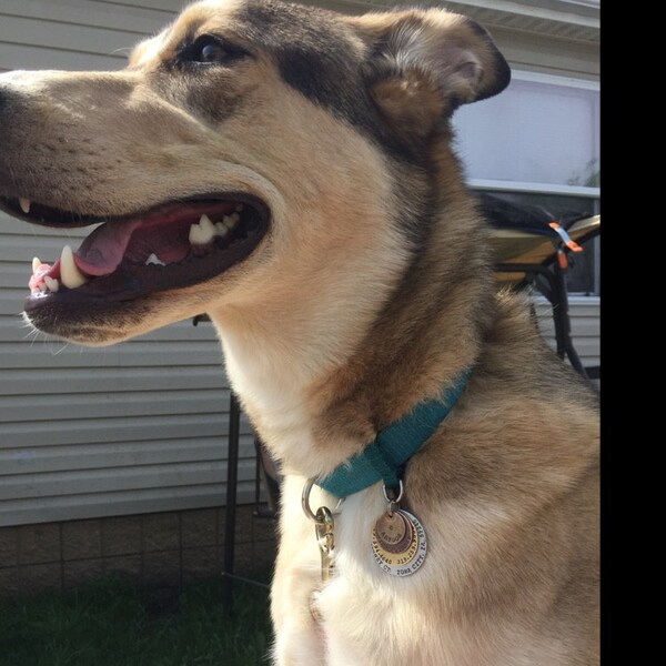 Extra Large Custom Pet Id-custom Dog Tag-the Home Run Tag-handstamped ...