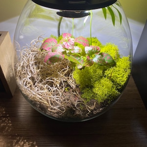 Bio Bottles Emerald Garden Mini Desktop Terrarium bubble Cup Set Wabi ...