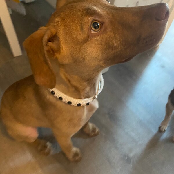 Bloodstone Dog Collar - Handmade Dog Collar - Crystal Healing Collar ...