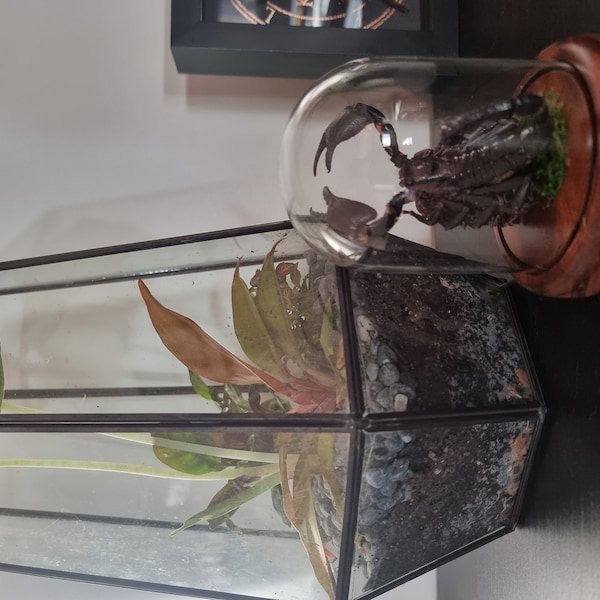 Scorpion in a Small Dome Wall Decor Real Taxidermy Wall Art Home ...