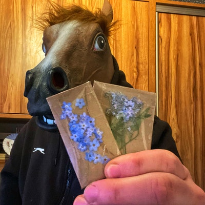 Pressed Real Dry Forget Me Not Flower, Pressed Blue Forget Me Not ...