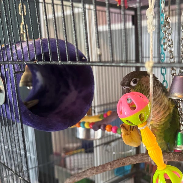 Wooden Spool Bird Toy Part Making DIY Parrot Toy Bird Cage Accessory ...