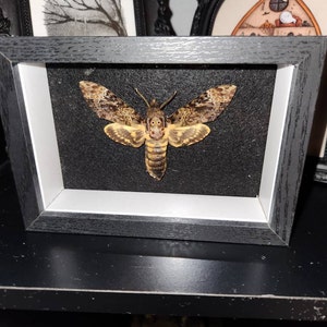 2 Real Death Head Moth Acherontia Spread Mounted Skull Moth Silence ...