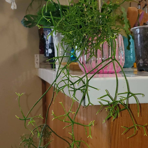 Rhipsalis Bacifera Ssp. Mauritiana “ferrari” 4 Unrooted Cuttings - Etsy
