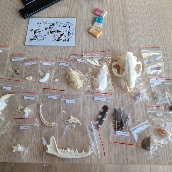 Natural History Mystery Box: Bone, Fossil & Mineral Collection - Etsy