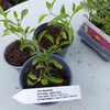 3x Blue Flowering Salvia African Sky Plug Plants, Ornamental Sage ...