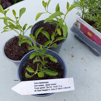 3x Blue Flowering Salvia African Sky Plug Plants, Ornamental Sage ...