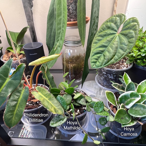 Hoya Mathilde Splash | Live Indoor & Outdoor Tropical House Plant ...