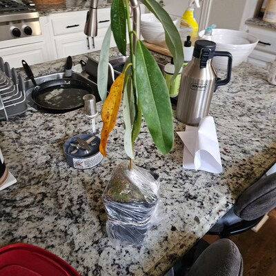 Chinese Elm Quart Container - Etsy