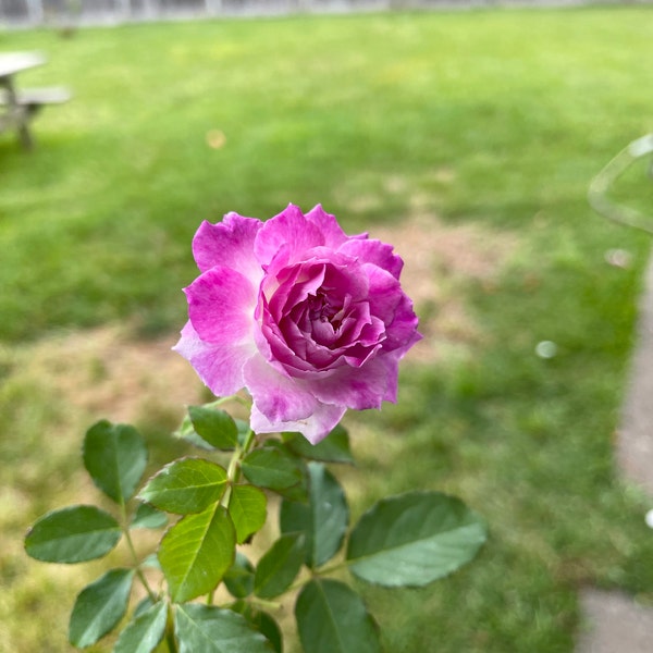 Rose【scheherazade| シェエラザード】-1.5 Gal Ownroot | Rare Rose| Strong ...