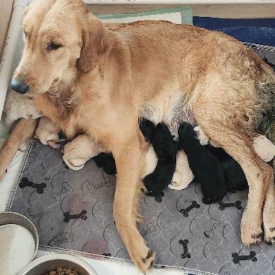 Dog Whelping Box 47 X 47 for Large Dogs W /PVC Railing LINER /dog Puppy ...