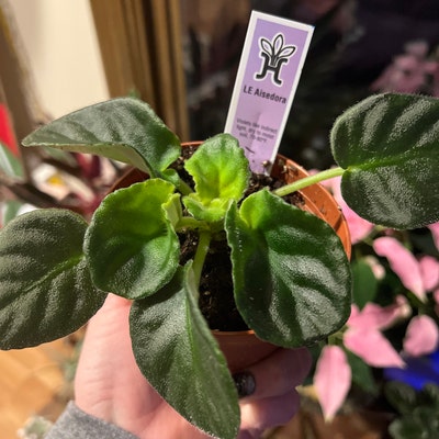 LE Aisedora African Violet Live Plant, Young Pre-finished Starter in a ...