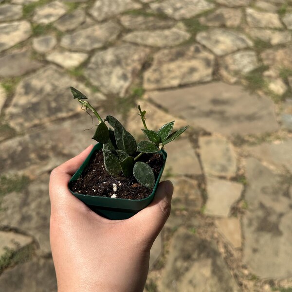 Chester Fern Starter Plant (ALL STARTER PLANTS Require You to Purchase ...