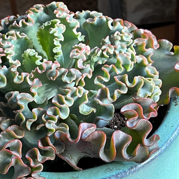 Echeveria Sea Dragon, 10", Curly Succulent, Rare Succulent, Succulent ...