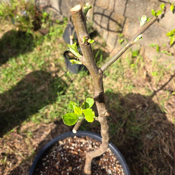 Delaware Seeded Grape Plant デラウエア 玫瑰露葡萄 - Etsy