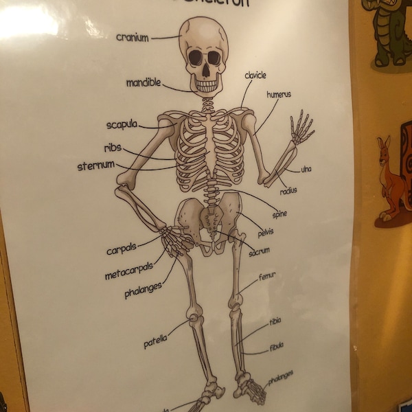 Human Skeleton Poster for Kids Human Bones Downloadable Prints ...