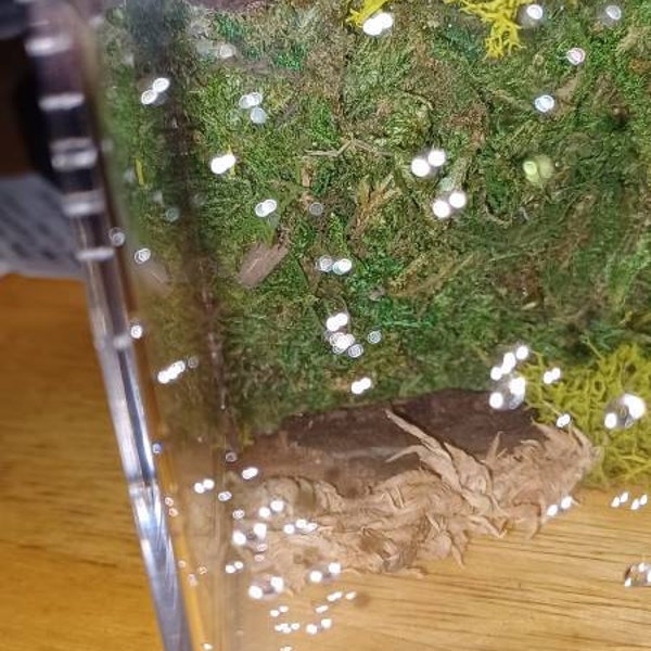 Acorn Jumping Spider Enclosure, Sling Jumping Spider Container Home ...