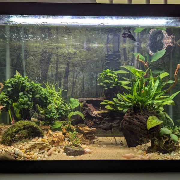 Custom Aquarium / Terrarium Background / Send Us Any Image or Use Our ...