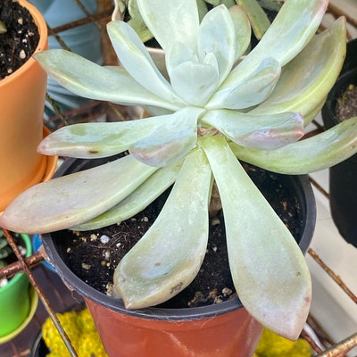 Pink Opalina Graptoveria Rare Succulent Live Plant - Etsy