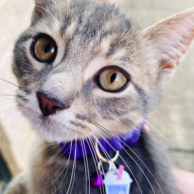 Custom Pet Tag for Dogs and Cats Personalized Weiner Hot Dog Tag Pet ID ...