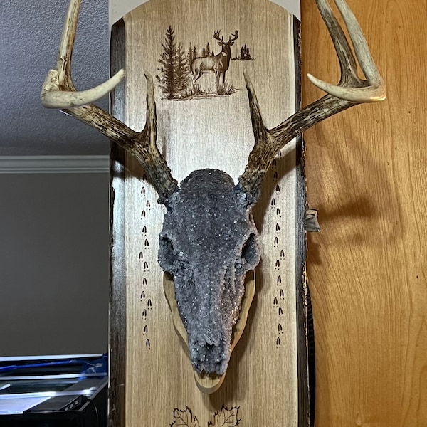 European Skull Mounting Kit, Deer Hunting, European Mount Plaque ...