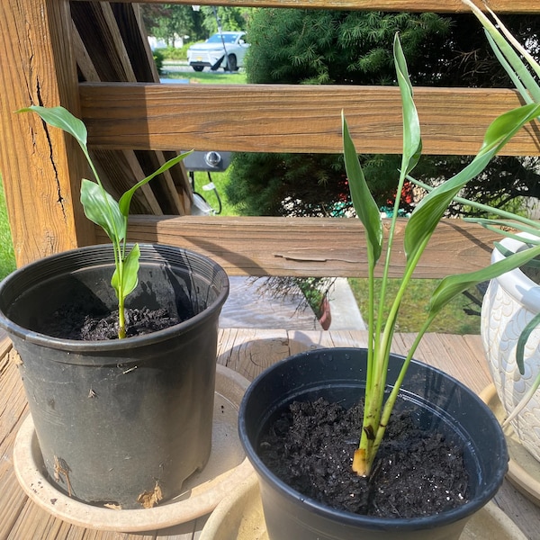 Voodoo Queen**small Rooted Tropical Hibiscus Starter Plant**ships Bare ...