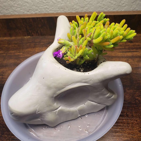 Beautiful Succulent: Dicrocaulon Ramulosum (l.bolus) Ihlenf Purple ...