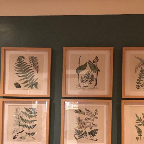 Set of 6 Botanical Fern Prints Gallery Wall 5x7 or A4 - Etsy